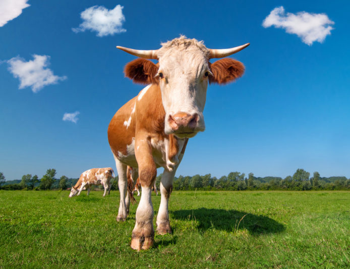5 Cows That’ll Make You Give Up Meat, And 5 Burgers That’ll Make You ...