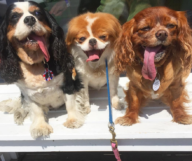 The 12 Most Famous Dogs of Instagram - Margaritaville Blog