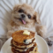 The 12 Most Famous Dogs of Instagram - Margaritaville Blog