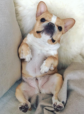 The 12 Most Famous Dogs of Instagram - Margaritaville Blog