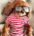 The 12 Most Famous Dogs of Instagram - Margaritaville Blog
